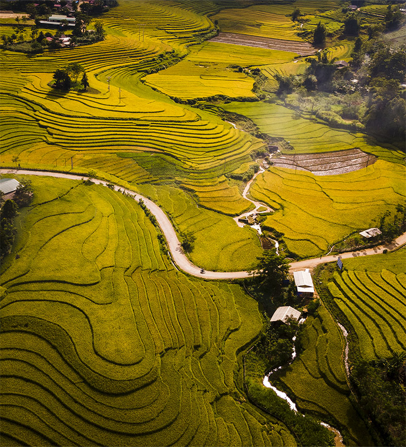Où se trouvent les plus belles rizières au Vietnam